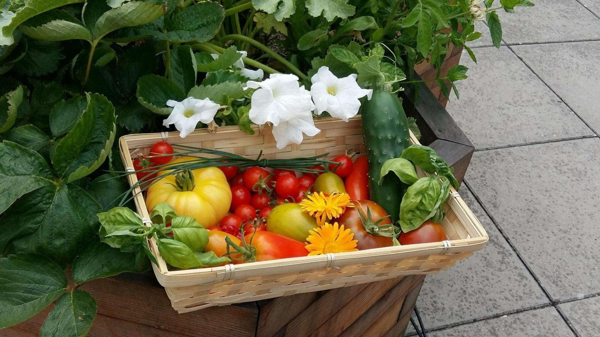Les 5 bonnes raisons pour un restaurant d'avoir un potager sur le toit